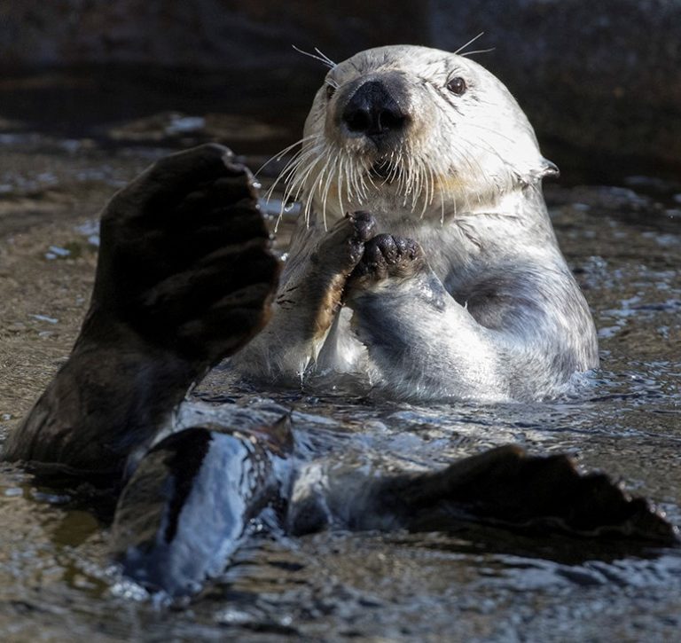 SOAW: Sea Otter Viewing Station at Oregon Coast Aquarium - Elakha Alliance
