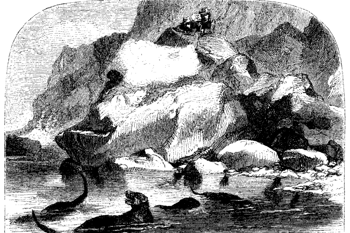 Destruction: The Maritime Fur Trade - Elakha Alliance