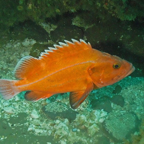 Nursery Habitat - Elakha Alliance