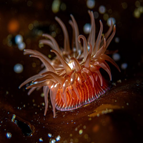 Nursery Habitat - Elakha Alliance