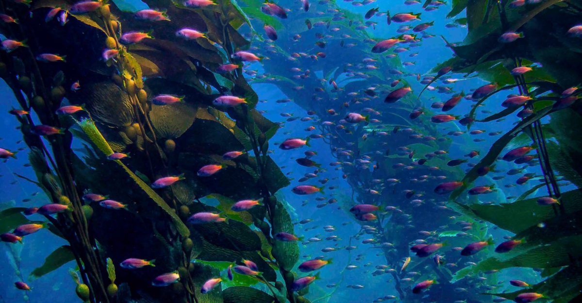 Sea Otters: A Keystone of Kelp - Elakha Alliance