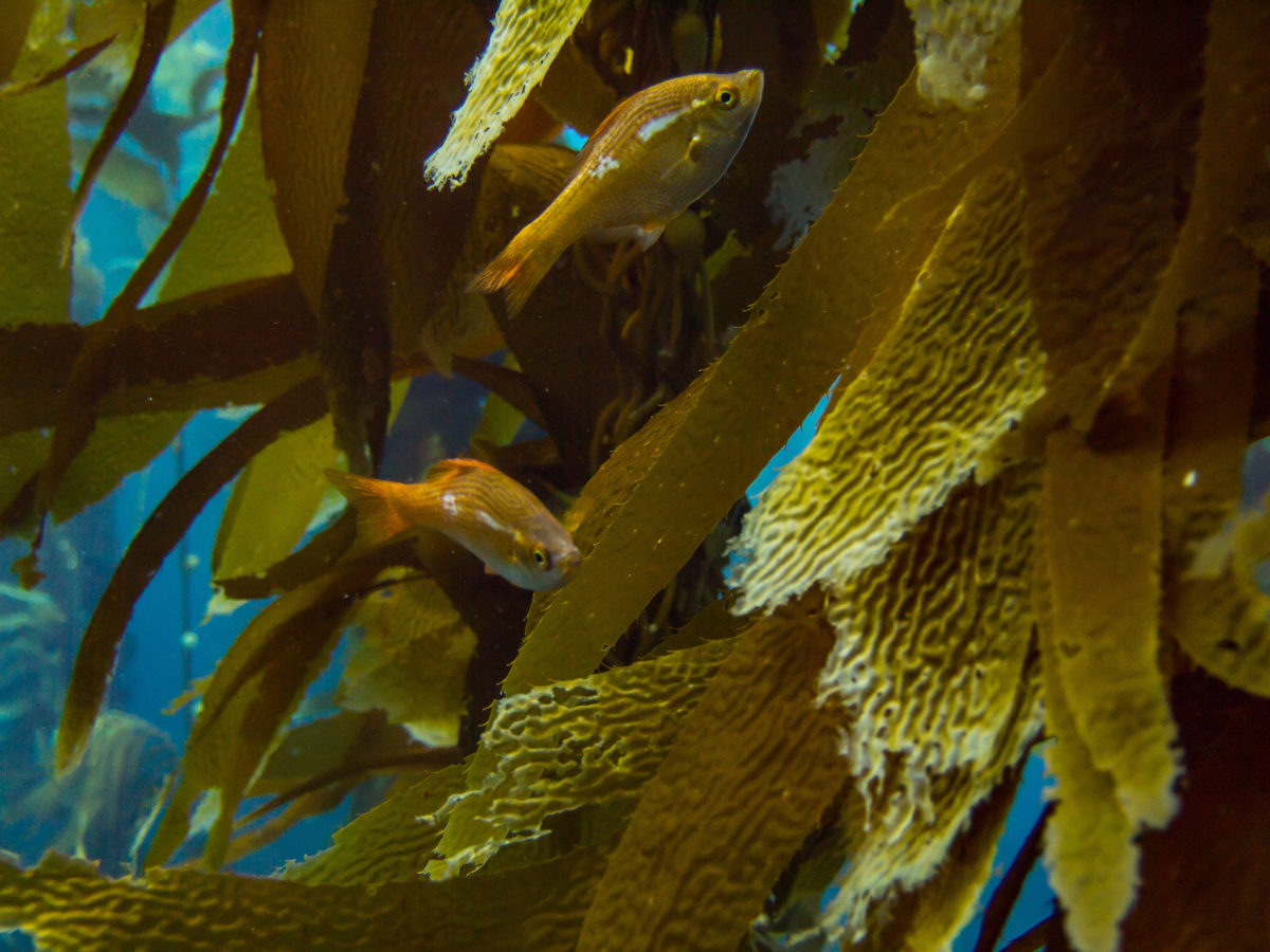 Nursery Habitat - Elakha Alliance