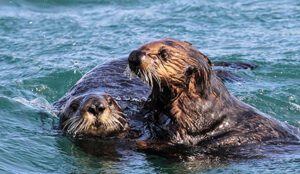 Chapter 3: Population and Demographic Considerations - Elakha Alliance