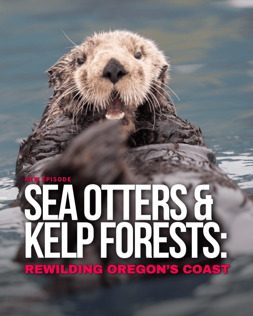 Sea Otters & Kelp Forests: Elakha Interviewed on Rewildology Podcast ...